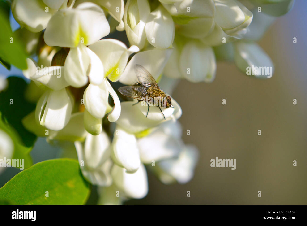 Common fly resting on a black locust trees flowers in a warm morning ...