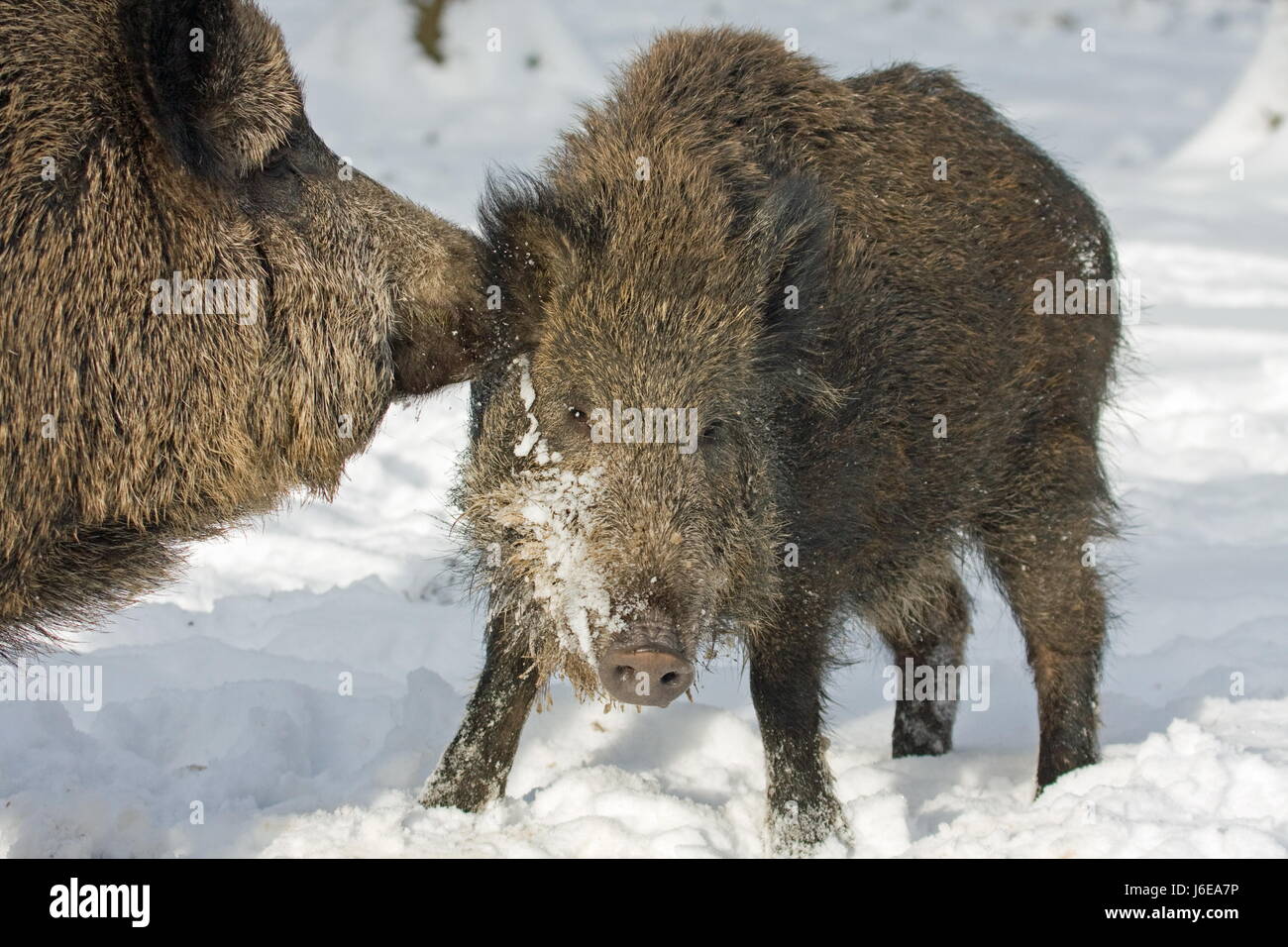 wild boar pig wild boars boars winter cold young animal pigs nurse ...