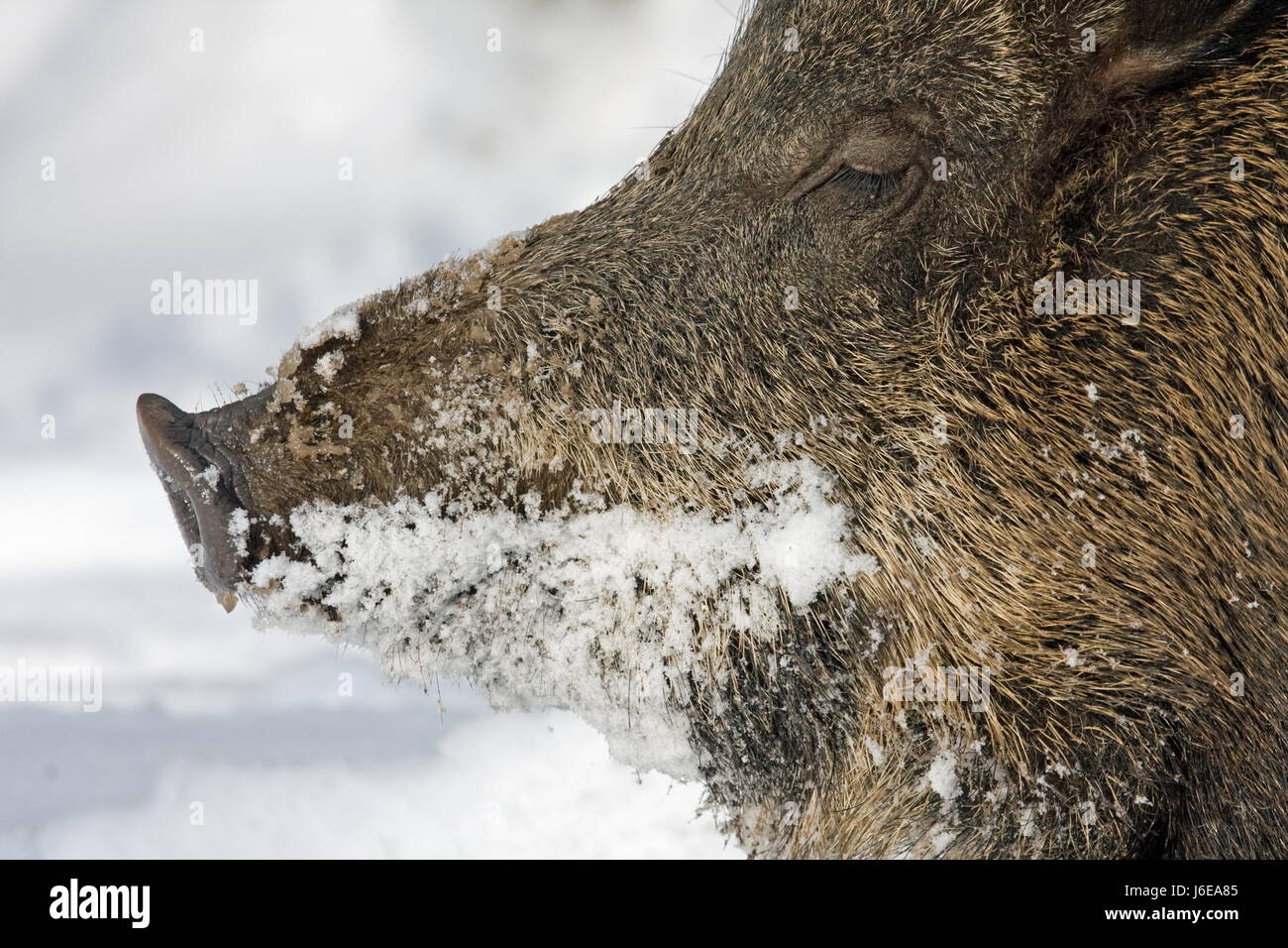 wild boar pig wild boars profile winter cold eyes enjoy side view snow ...
