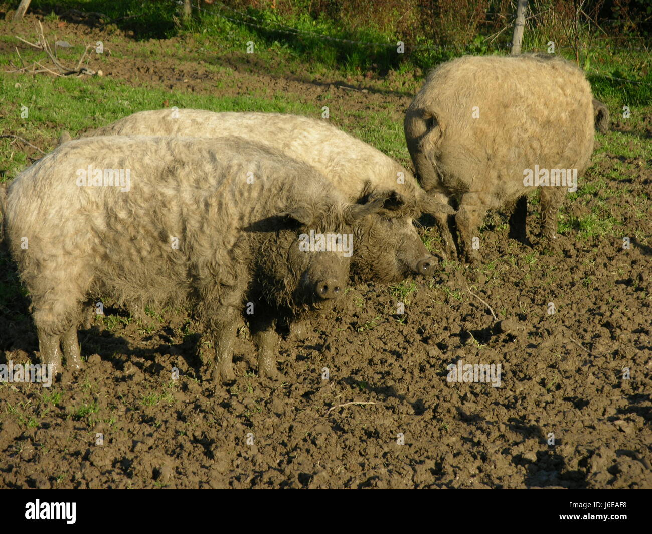 wool mud bristles curly pig robust curious nosey nosy wellbeing ...