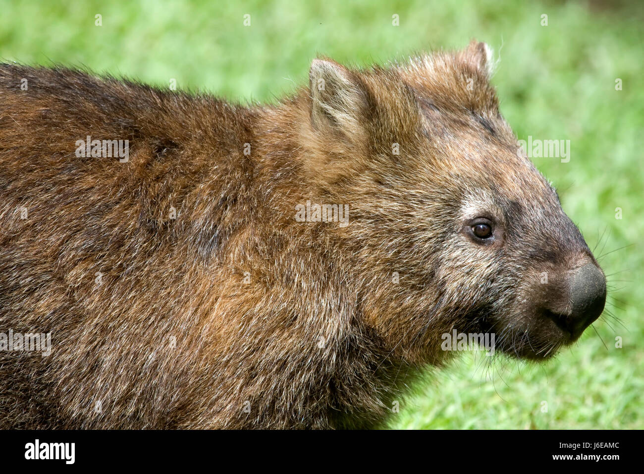 animal australia animal australia australian furry maddening pert ...