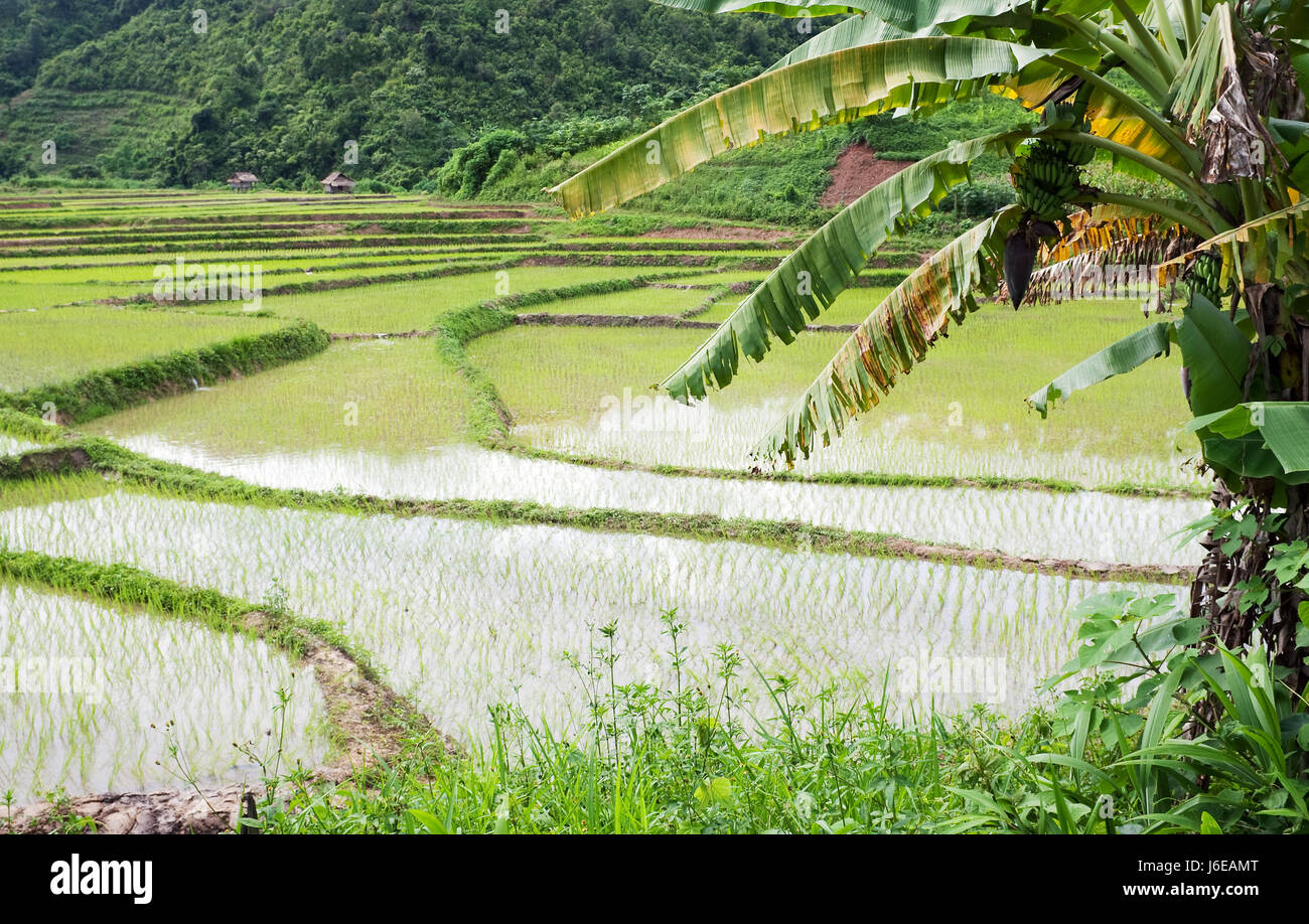 paddy field rice agriculture farming field paddy field aquatic plant ...