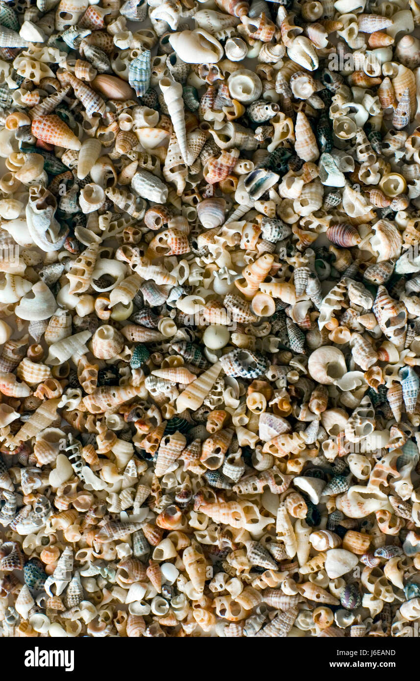 shell details salt water sea ocean water backdrop background texture ...