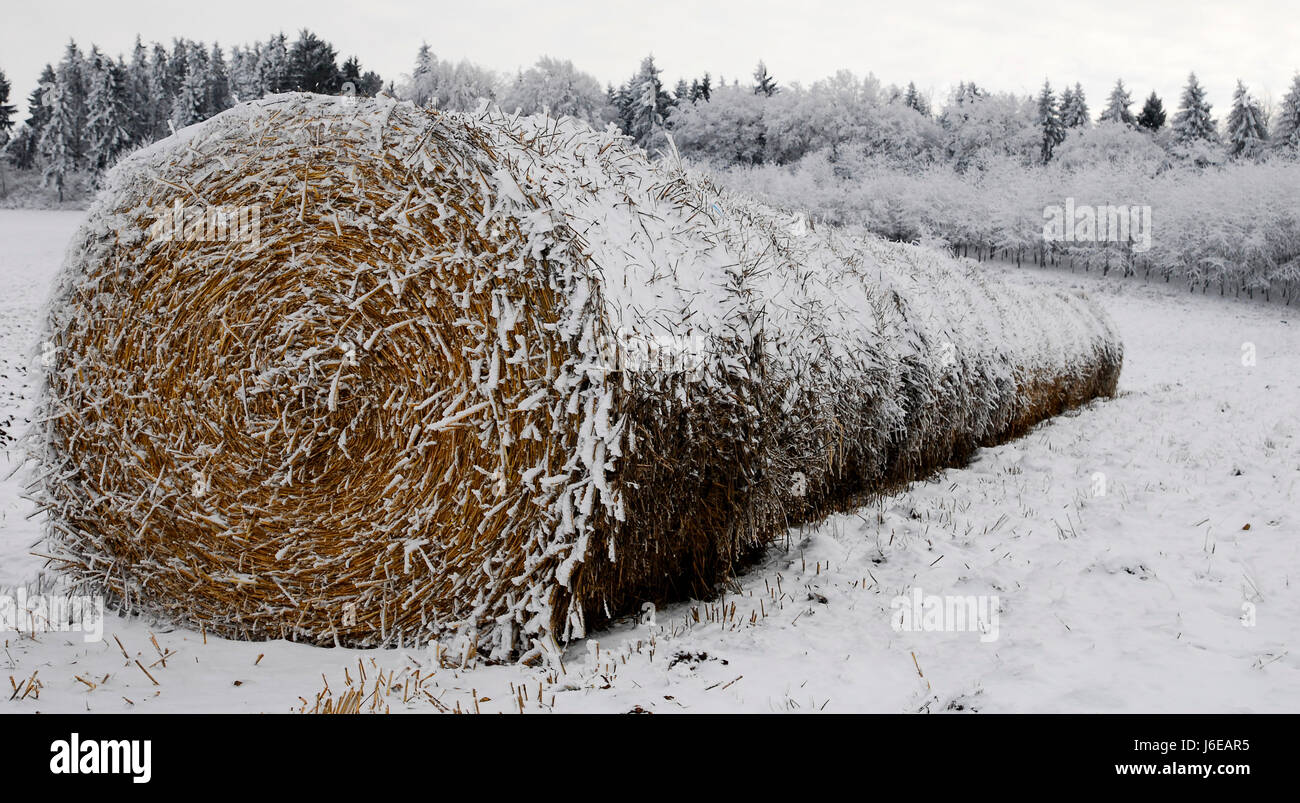 winter field snow forest tree trees winter agriculture farming field ...