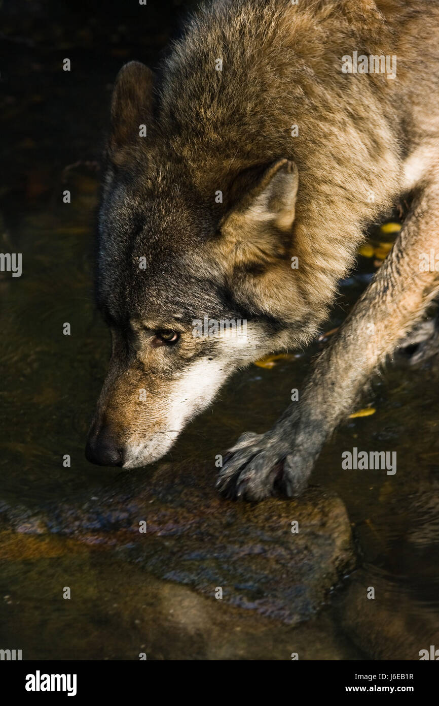animal mammal animals hunter mammals predator wolf wolves animal mammal ...