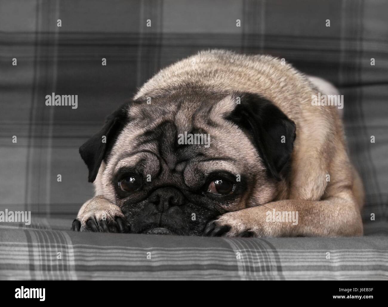 Django image hi-res stock photography and images - Alamy