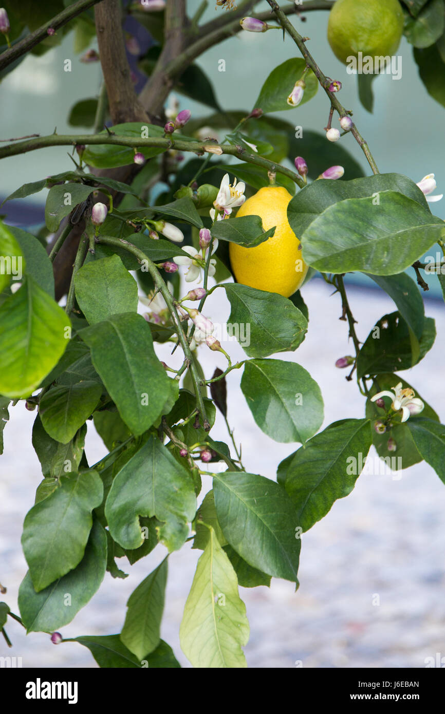 Flowering lemon tree Stock Photo - Alamy