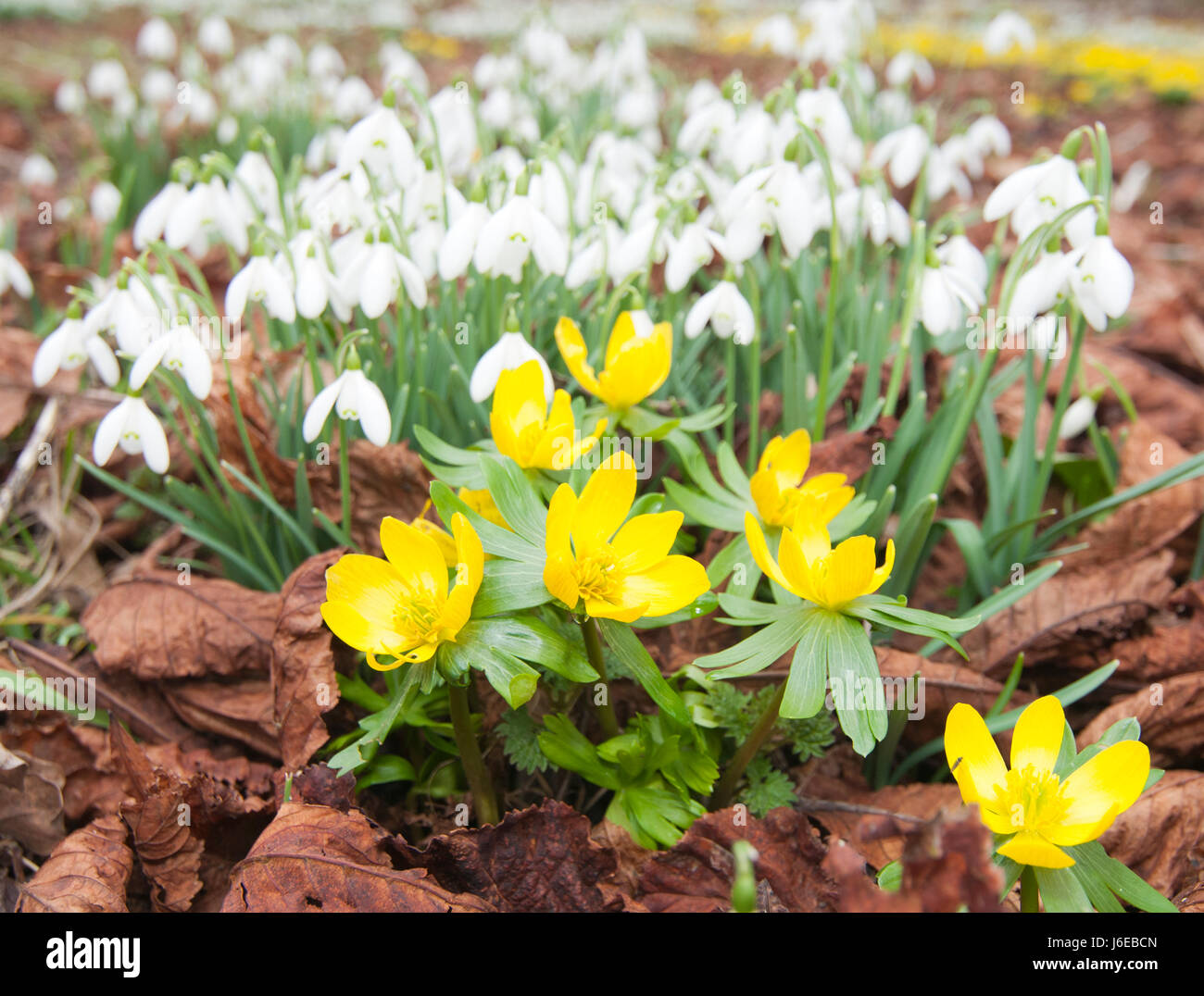 Winter Aconites (Eranthis hyemalis) and Snowdrops (Galanthus nivalis ...
