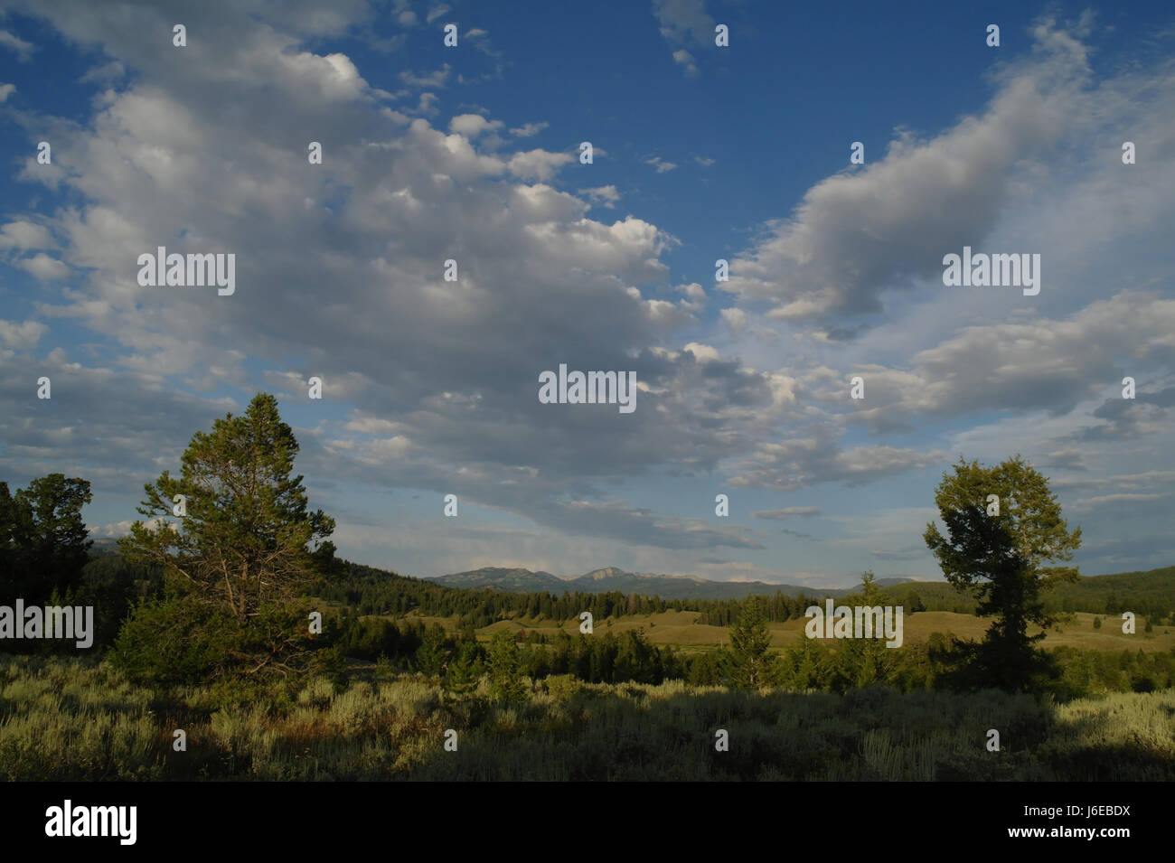 View east across pine trees sagebrush to Mount Randolph and Gravel ...