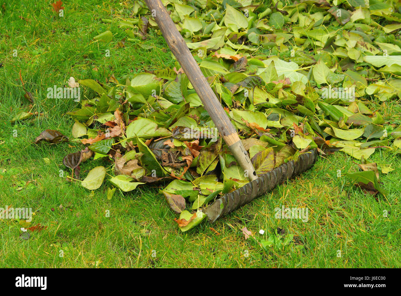 rake leaves - leaves rake 08 Stock Photo - Alamy