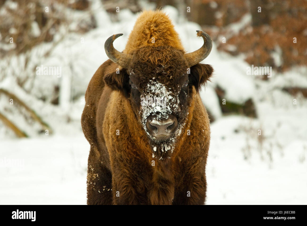 winter cold bull look glancing see view looking peeking looking at ...