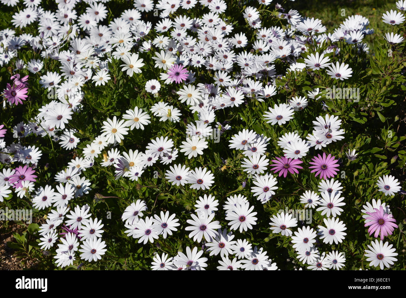 Osteospermum, also known as African daisy or Cape daisy Stock Photo - Alamy