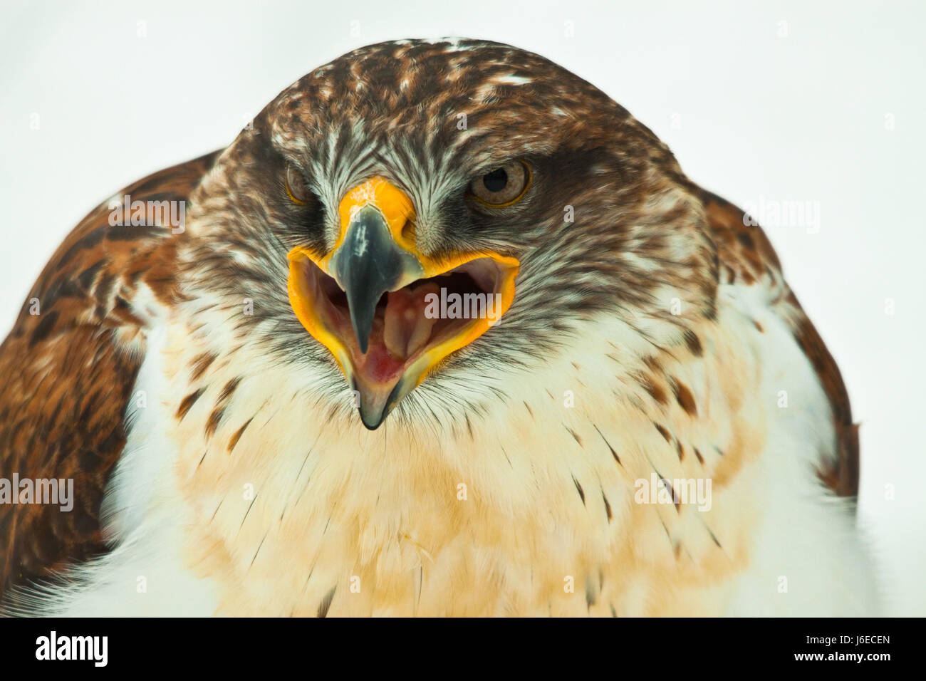 raptor birds of prey look glancing see view looking peeking looking at ...