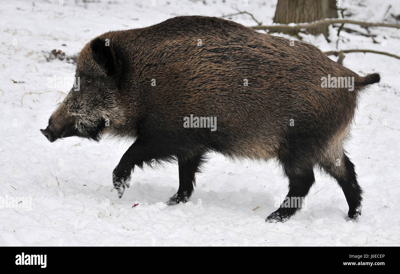 winter frost wild boar pig brooks wild boars snow winter skin frost ...