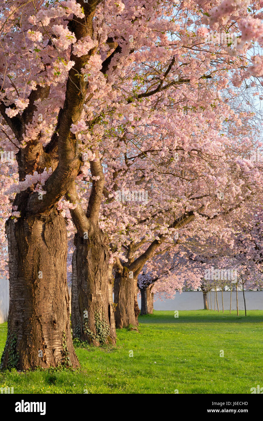 cherry row in bloom Stock Photo - Alamy