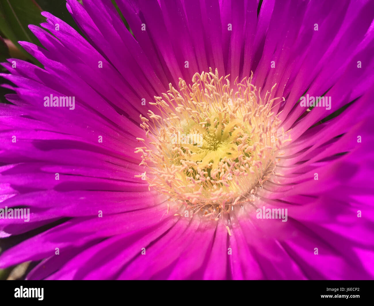 Carpobrotus, commonly known as pig face or ice plant Stock Photo - Alamy