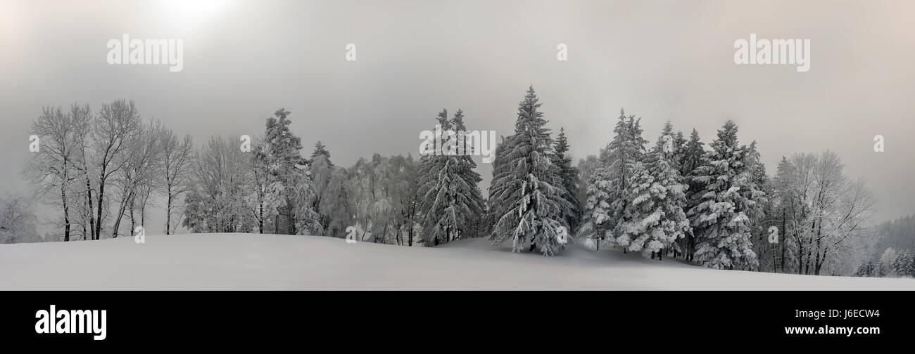 winter cold frost scenery countryside nature tree trees winter cold ...