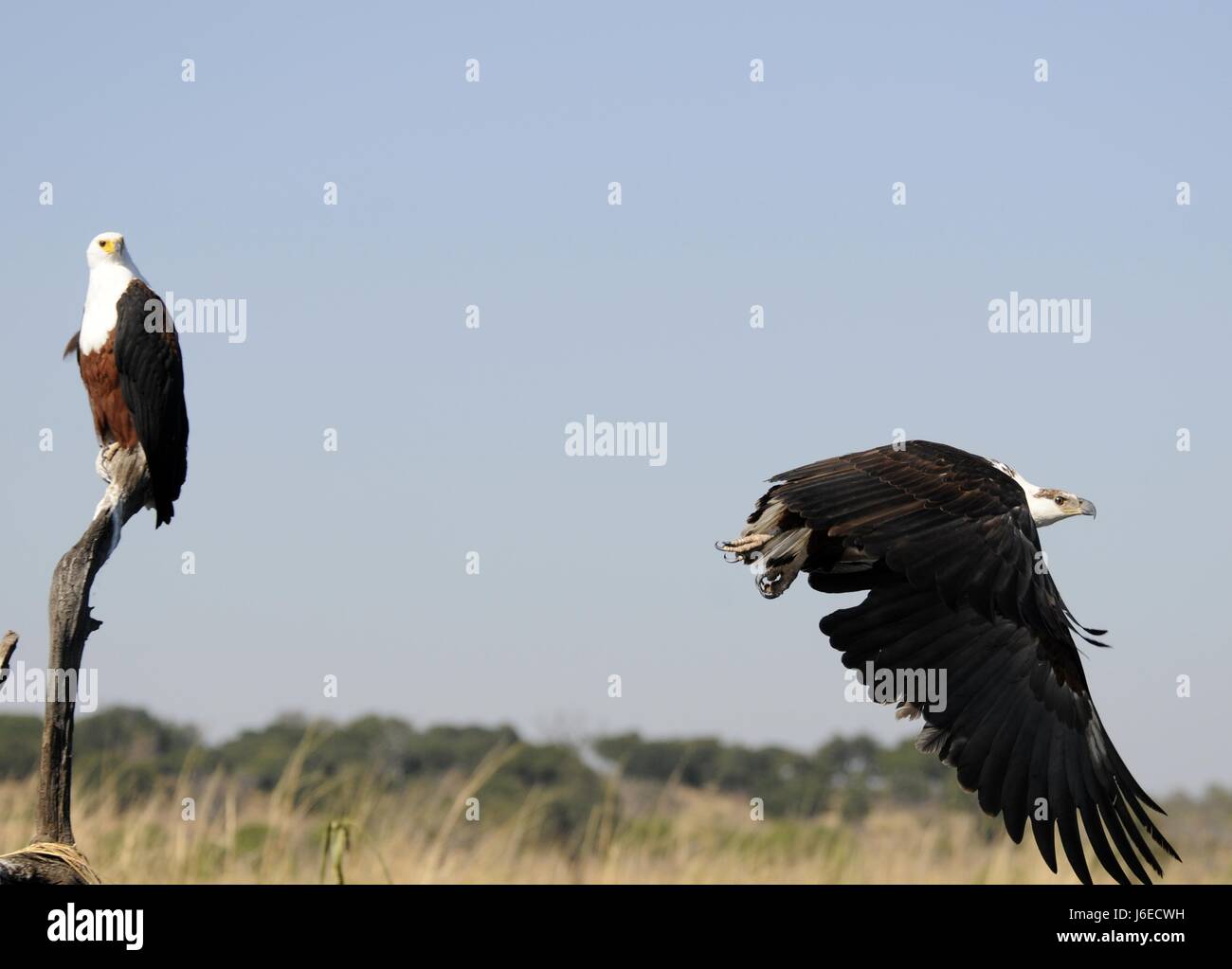 fish eagle,sitting and flying Stock Photo - Alamy
