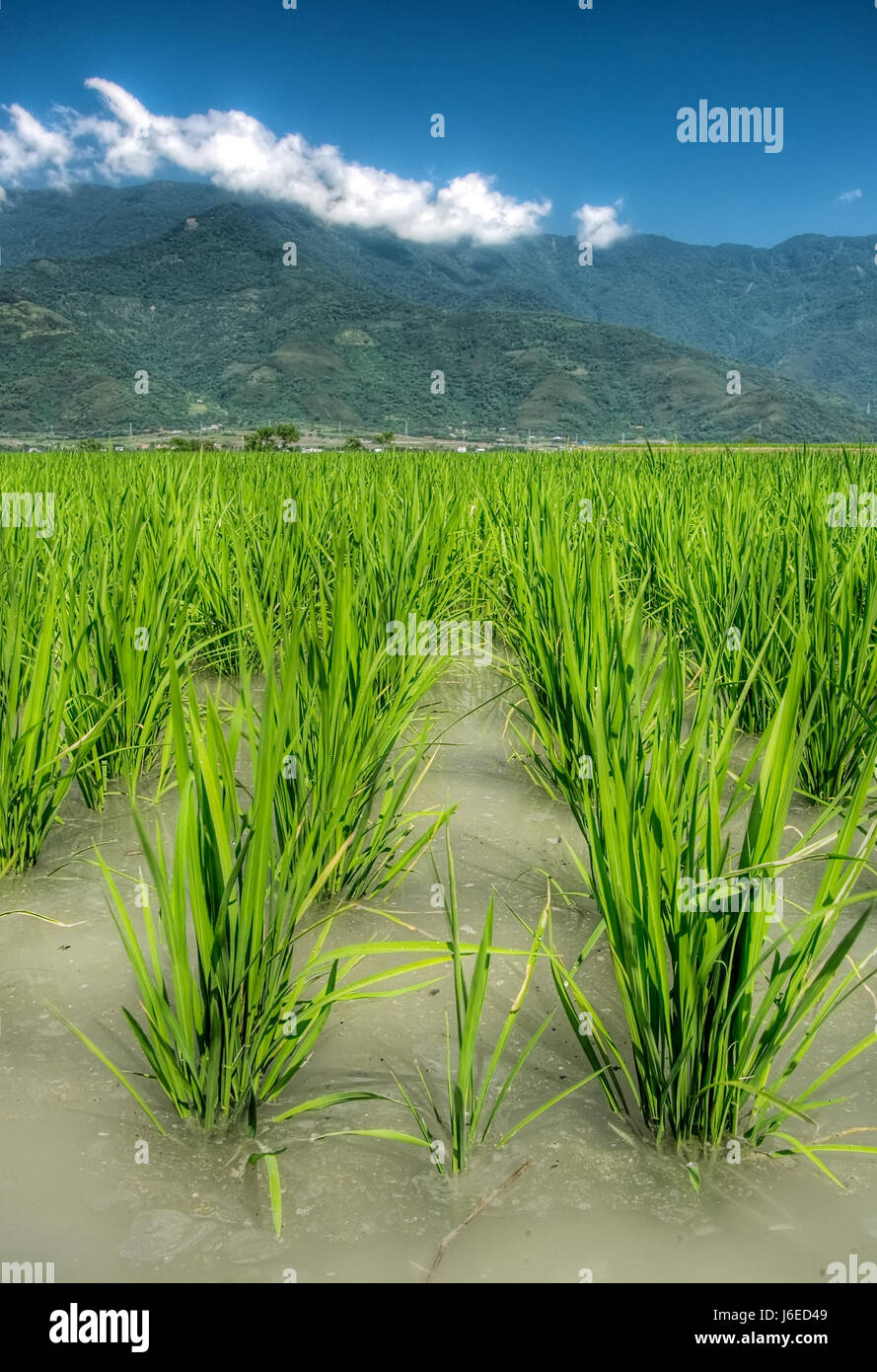 farm day during the day asian eastern rural lawn green rice peasant ...