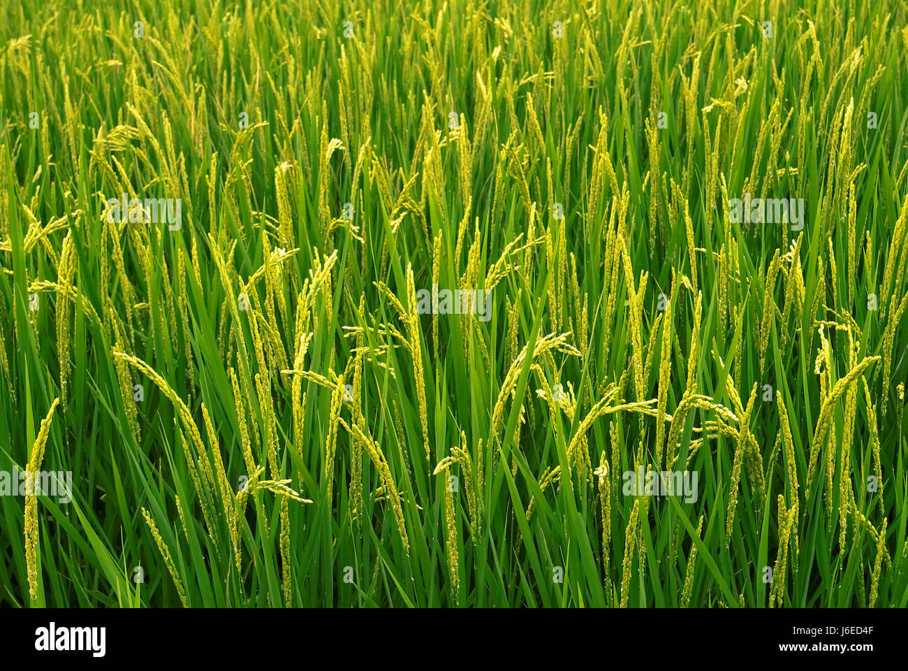 agriculture farming field harvest outdoor farm asian rice nature ...