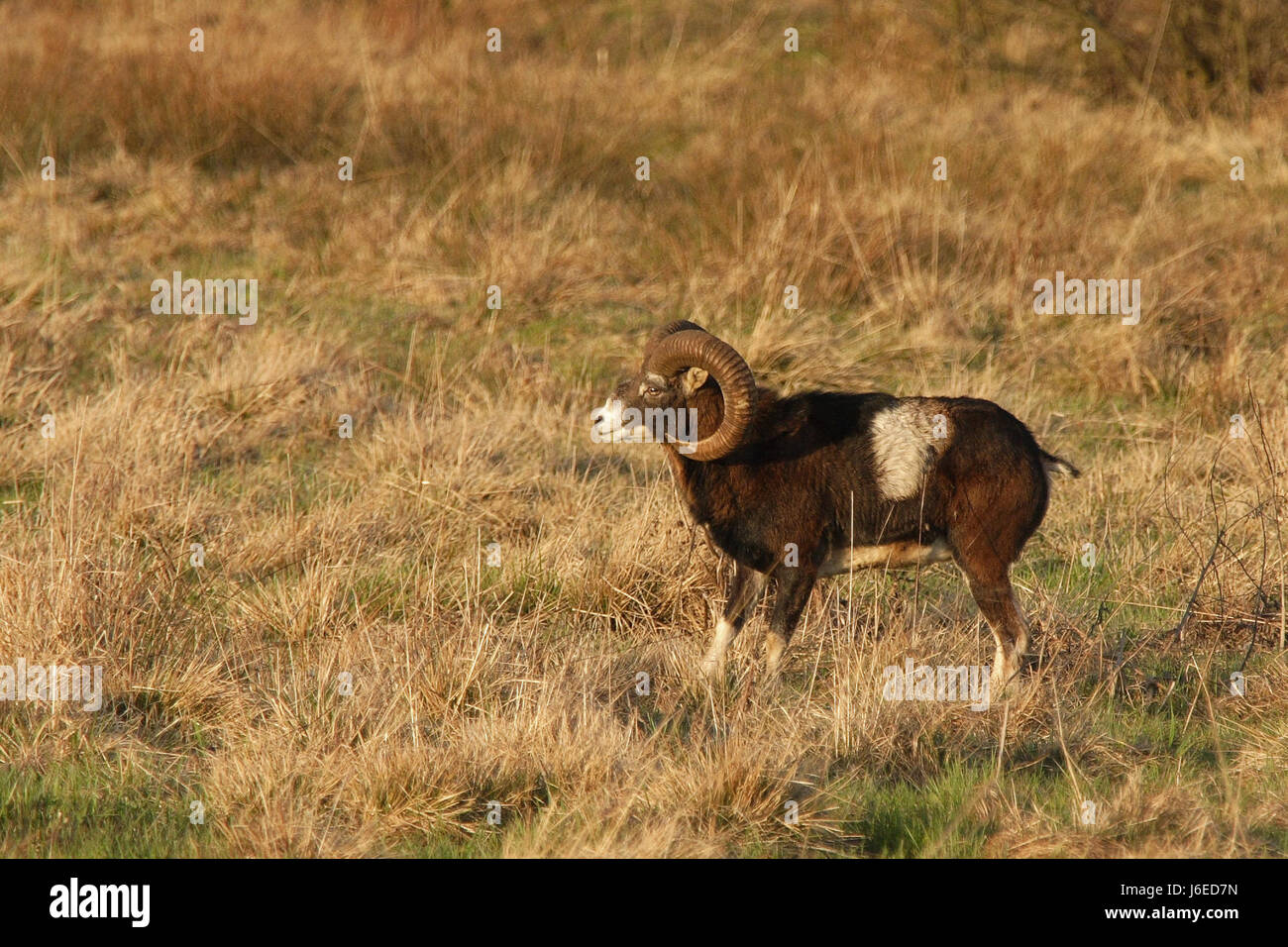 wild horn sheep forest fall autumn wild horn sheep forest fall autumn ...