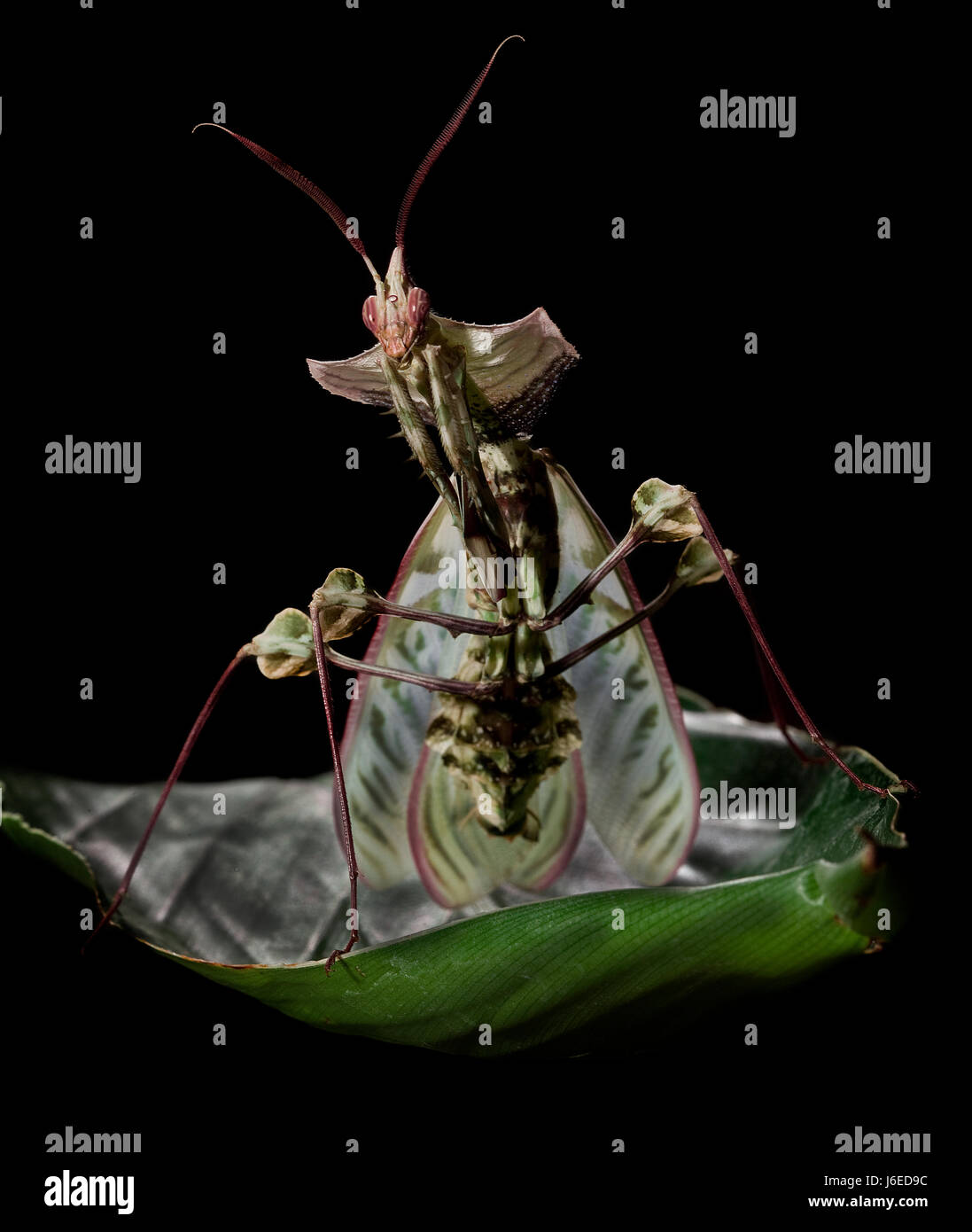 Idolomantis diabolica hi-res stock photography and images - Alamy
