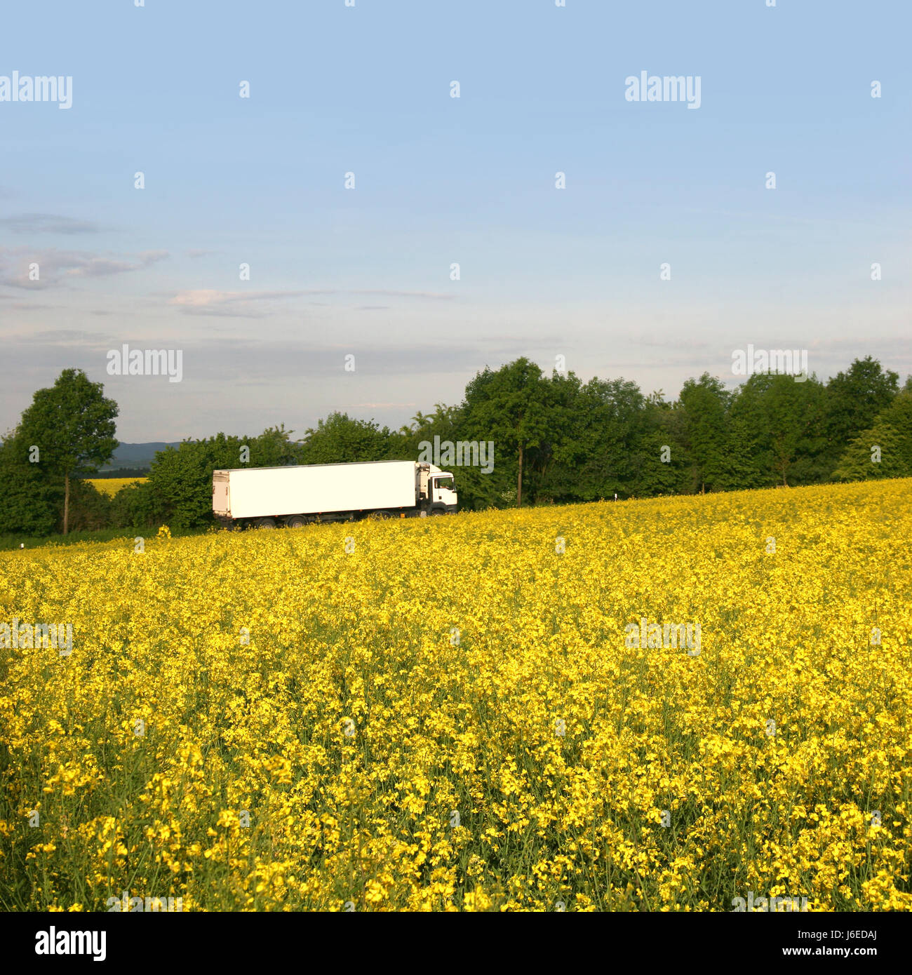 colour coleseed Rape field agriculture farming field truck lorry blue ...