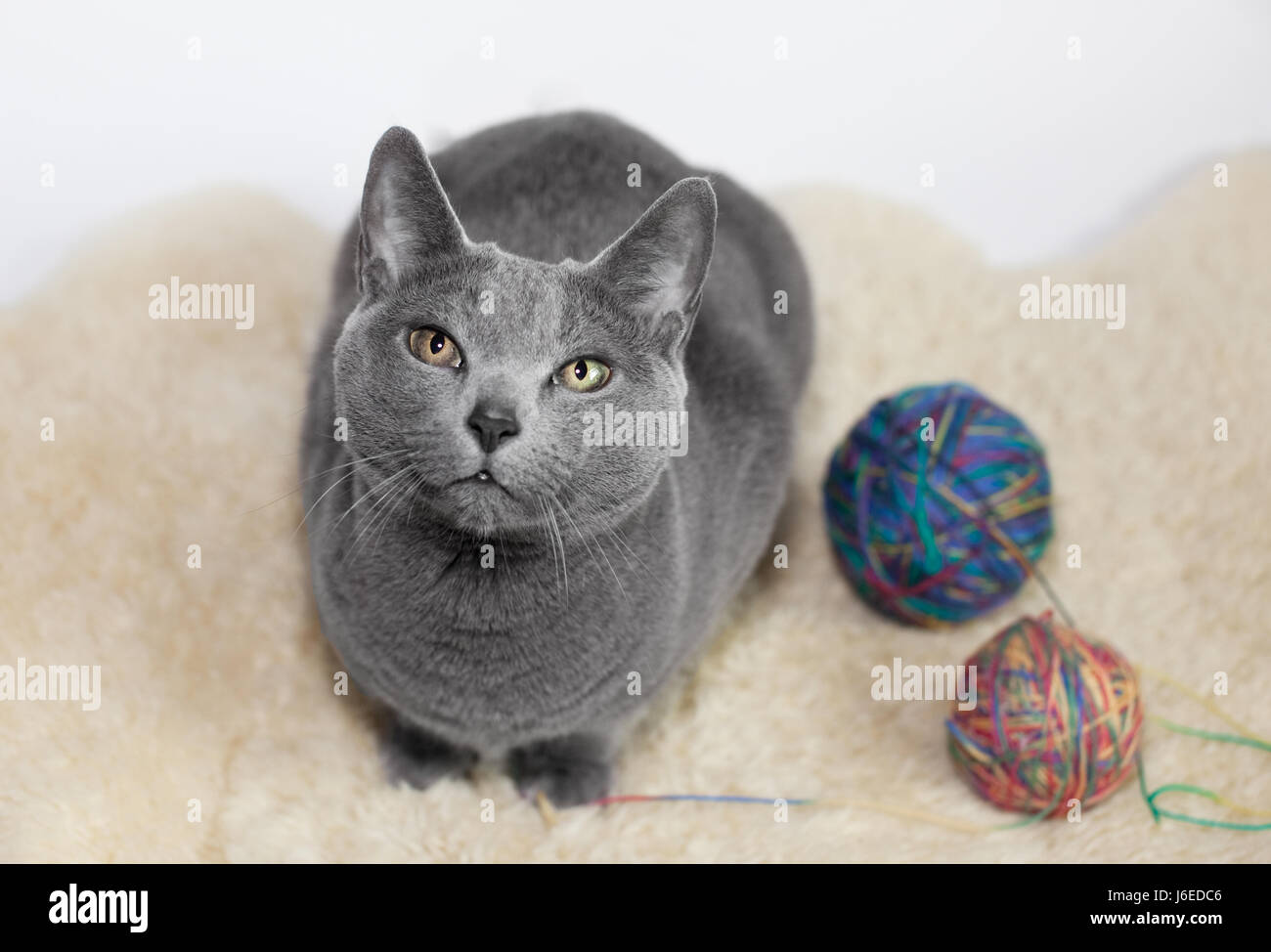 blue game tournament play playing plays played portrait russian ...