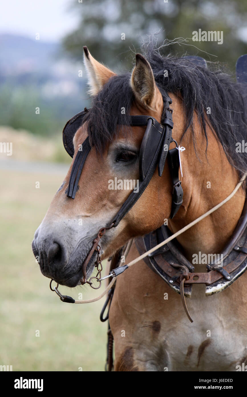 horse horses cold blooded animal rein horse animal brown brownish ...