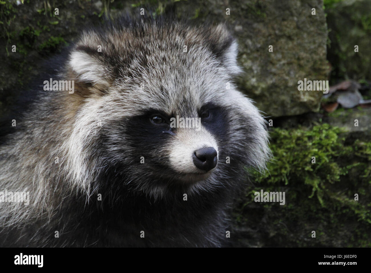 animal dog predator wild animal animal asia europe skin dog predator ...