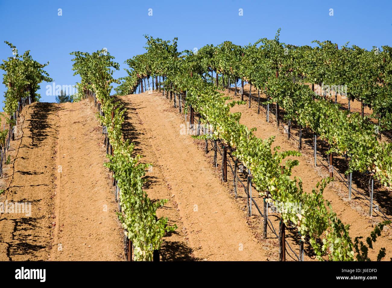 agriculture farming grape vine grape vine grape-vine green agriculture ...