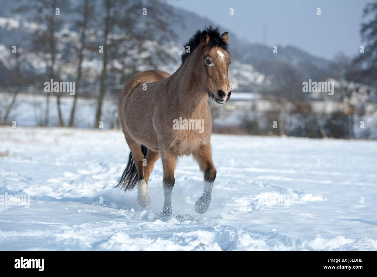 game tournament play playing plays played horse winter horses rise ...