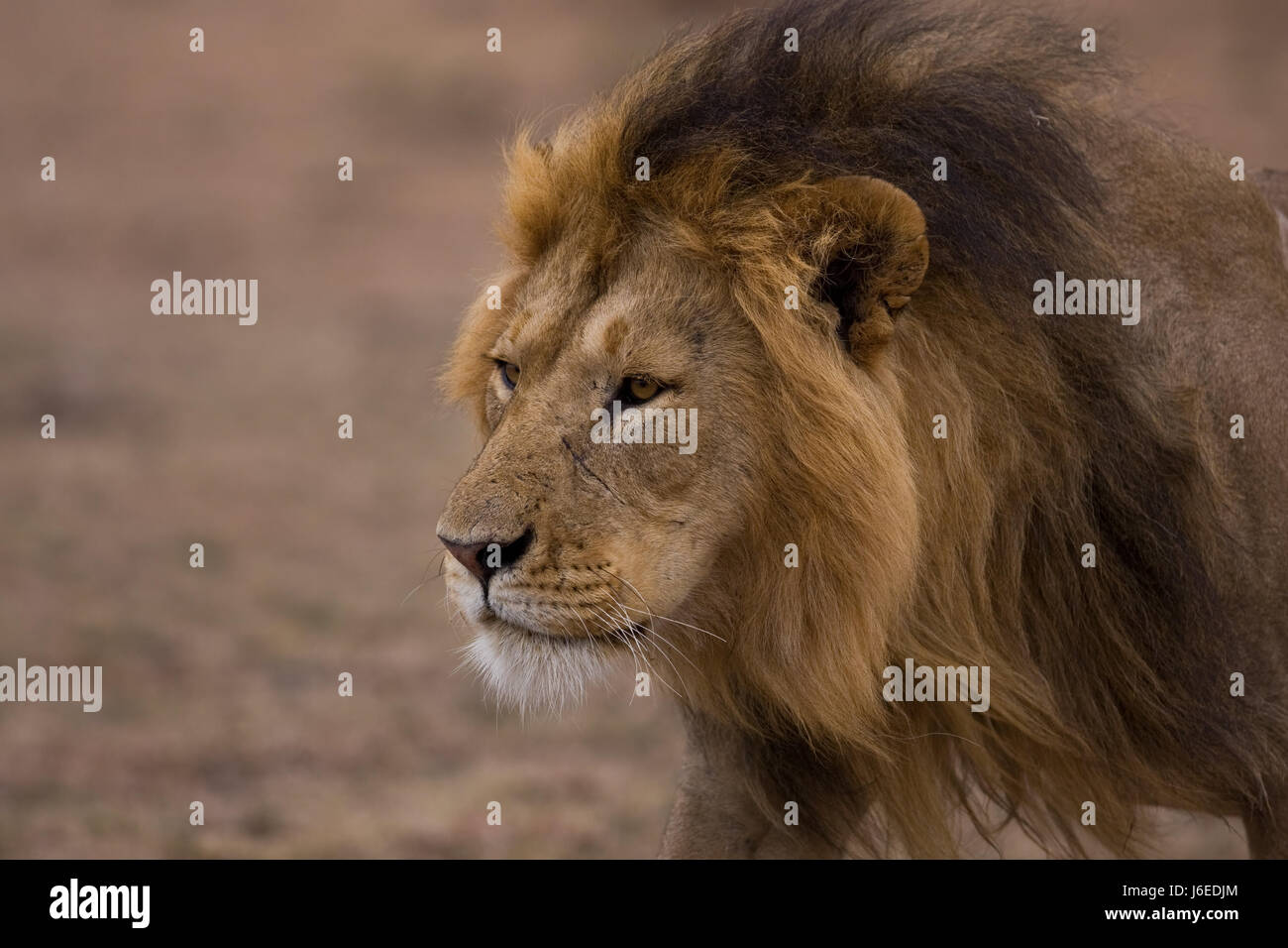 Gold scars hi-res stock photography and images - Alamy