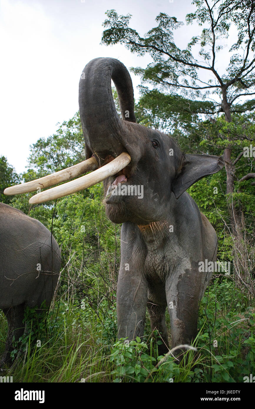 Asian Elephant Trunk