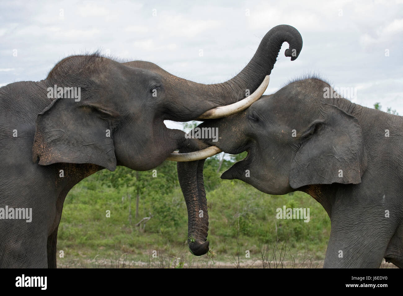 Two Asian elephants playing with each other. Indonesia. Sumatra. Way ...
