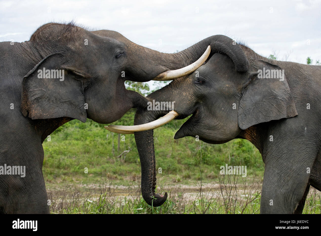 Two Asian elephants playing with each other. Indonesia. Sumatra. Way ...