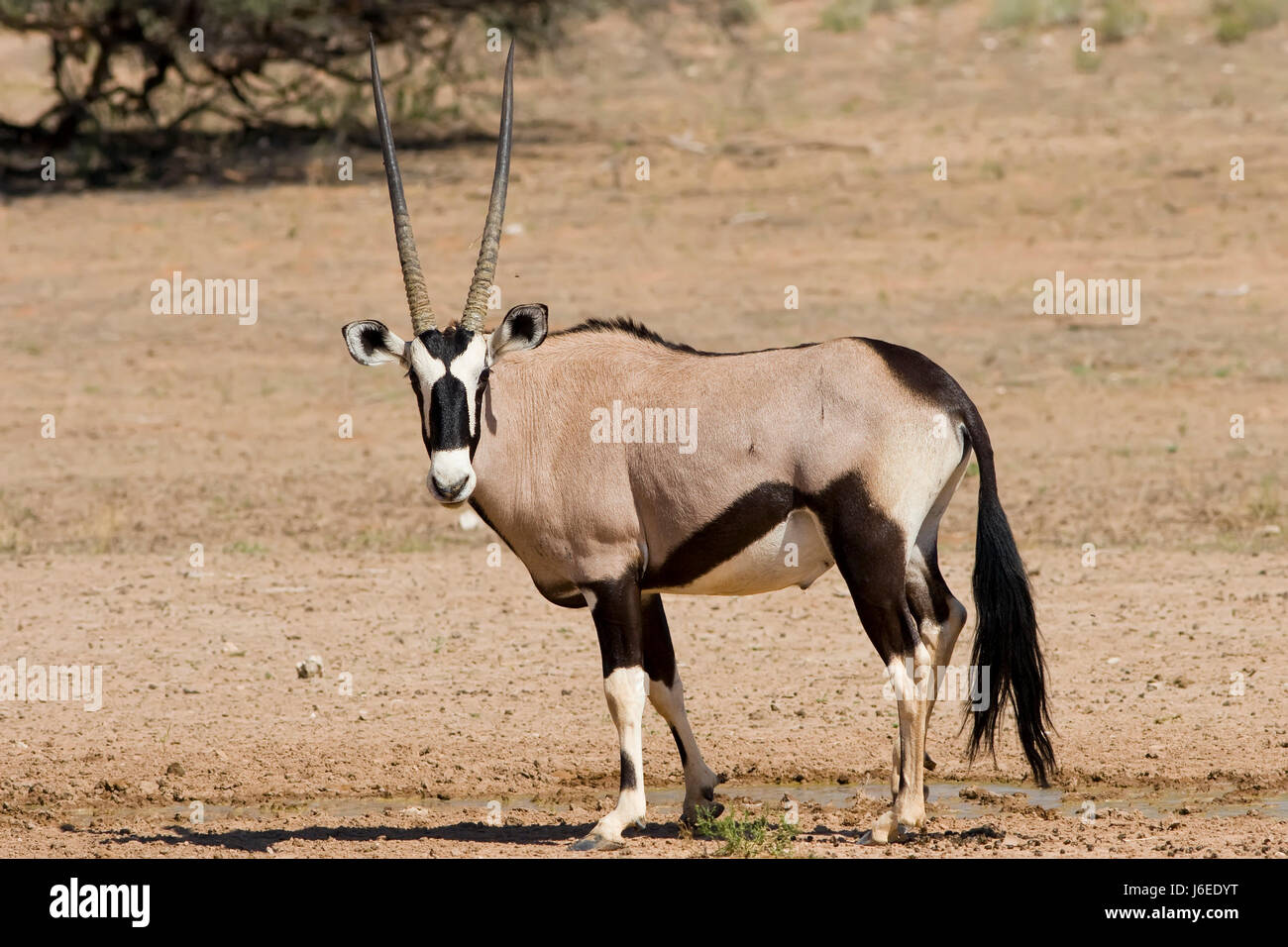 game tournament play playing plays played buck antelope deer gazelle ...