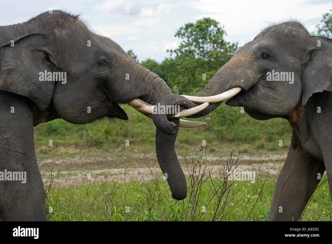 Two Asian elephants playing with each other. Indonesia. Sumatra. Way ...