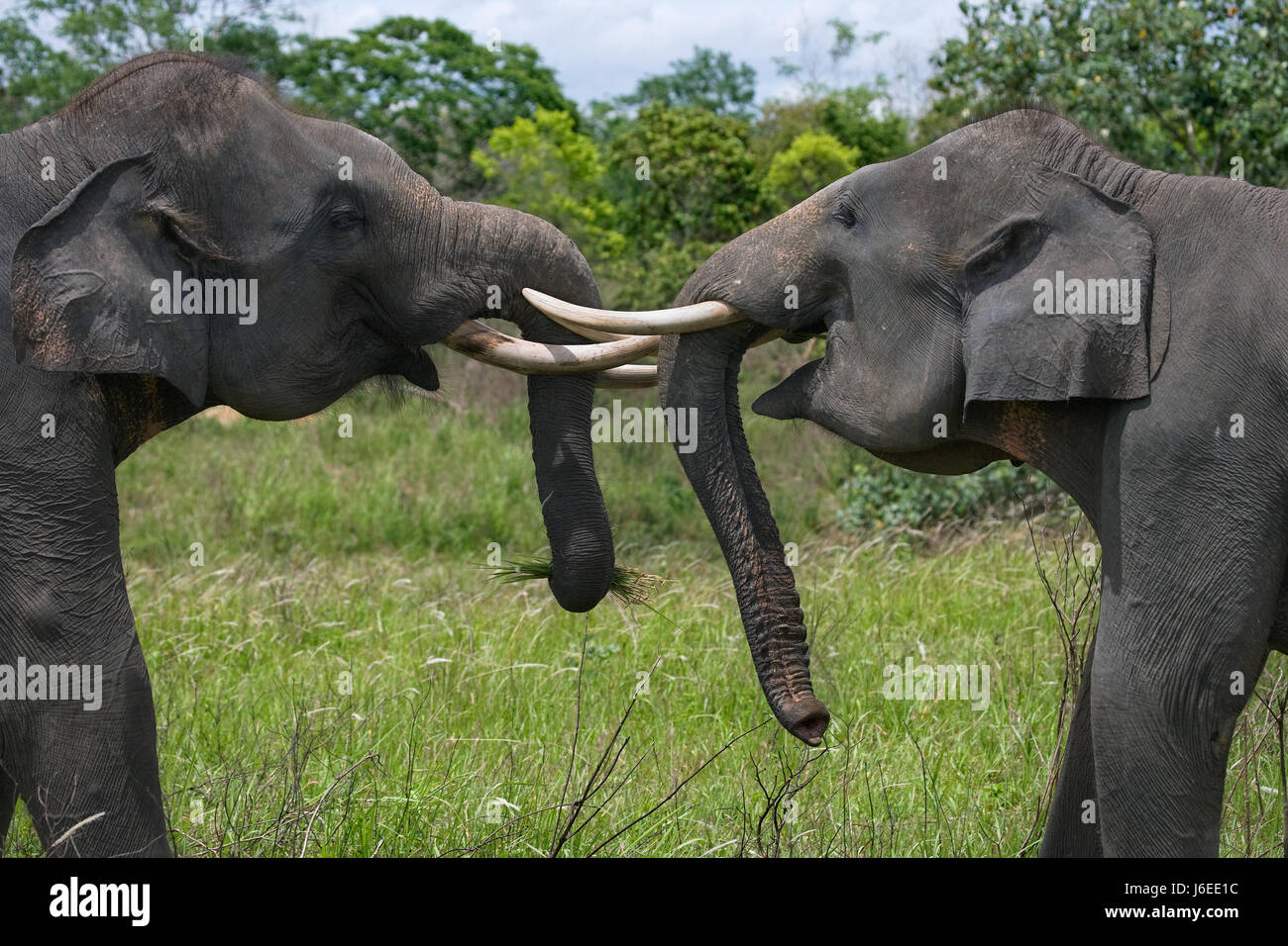 Two Asian elephants playing with each other. Indonesia. Sumatra. Way ...