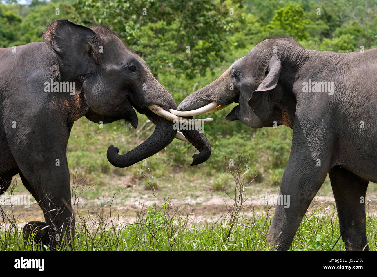 Two Asian elephants playing with each other. Indonesia. Sumatra. Way ...