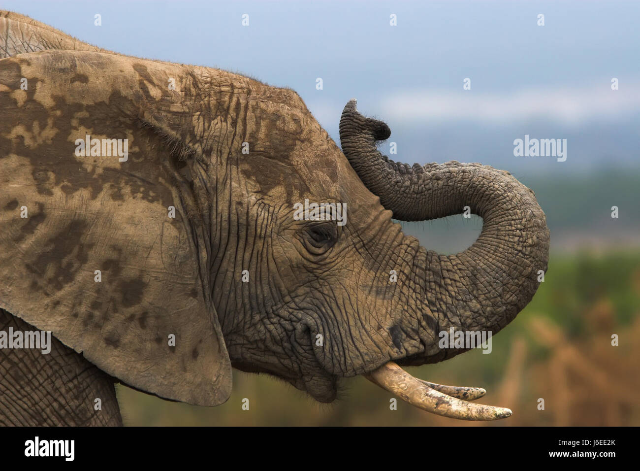 elephant animals mammals elephants trunk wildlife wilderness nature ...