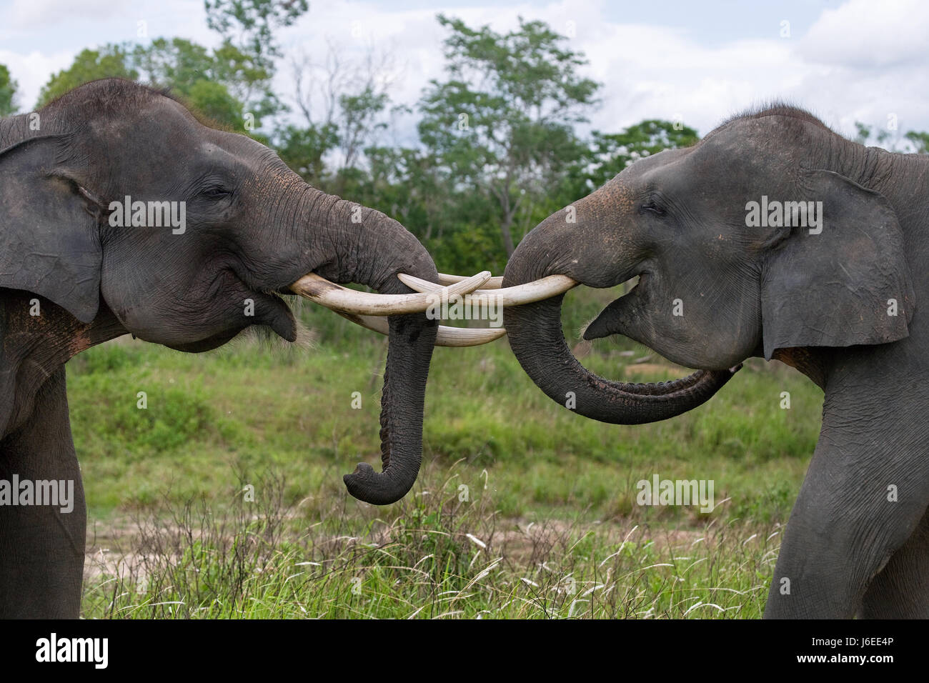 Two Asian elephants playing with each other. Indonesia. Sumatra. Way ...