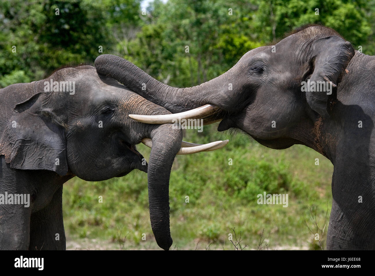 Two Asian elephants playing with each other. Indonesia. Sumatra. Way ...