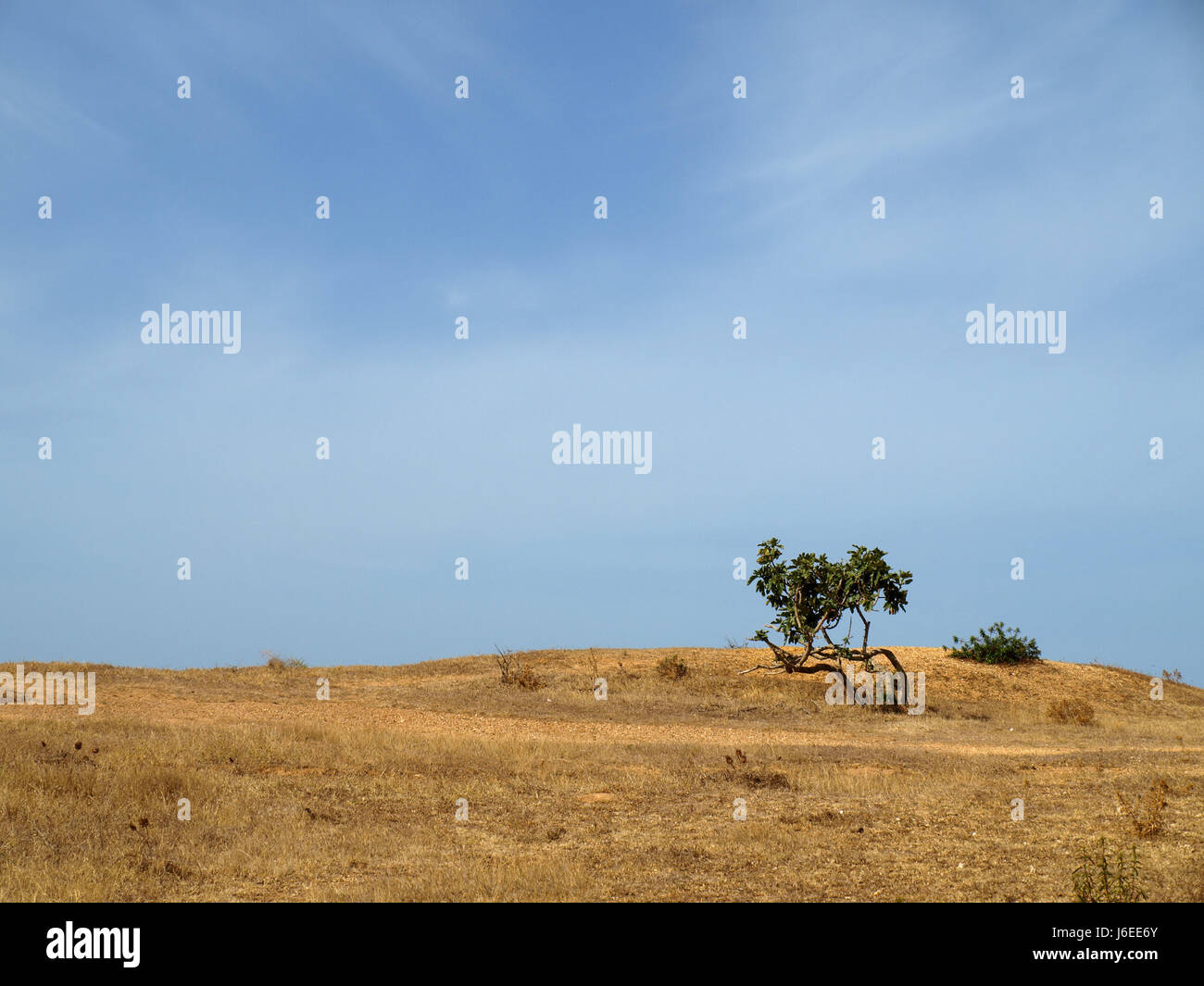 lonely olive tree in algarve Stock Photo - Alamy