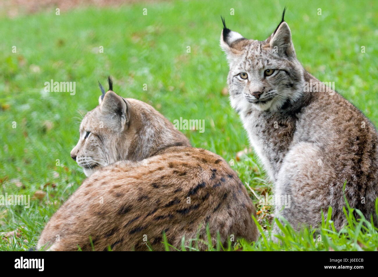 young lynx with mother Stock Photo - Alamy