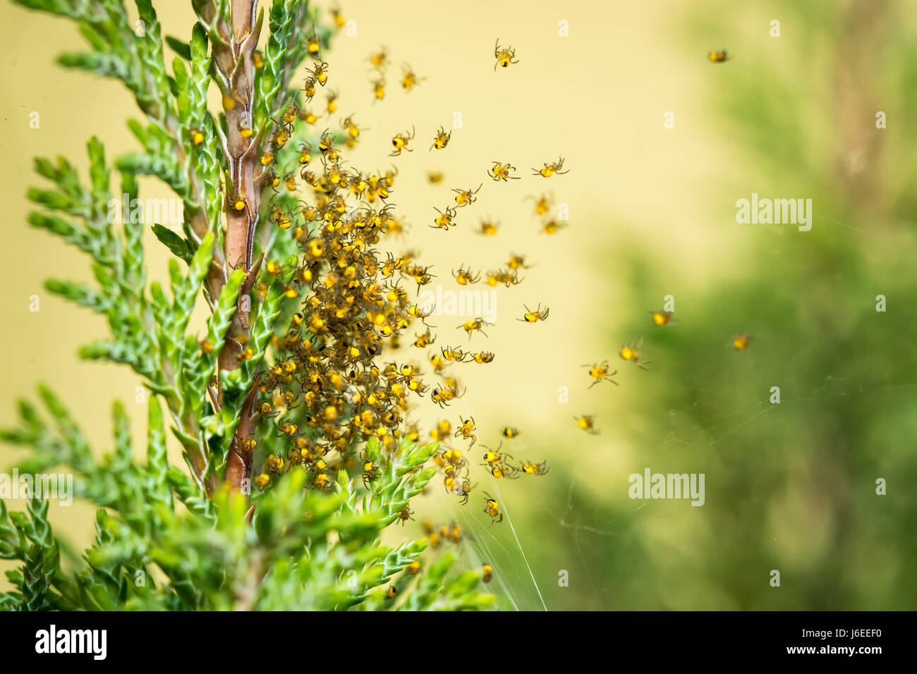 Spiders with many legs hi-res stock photography and images - Alamy