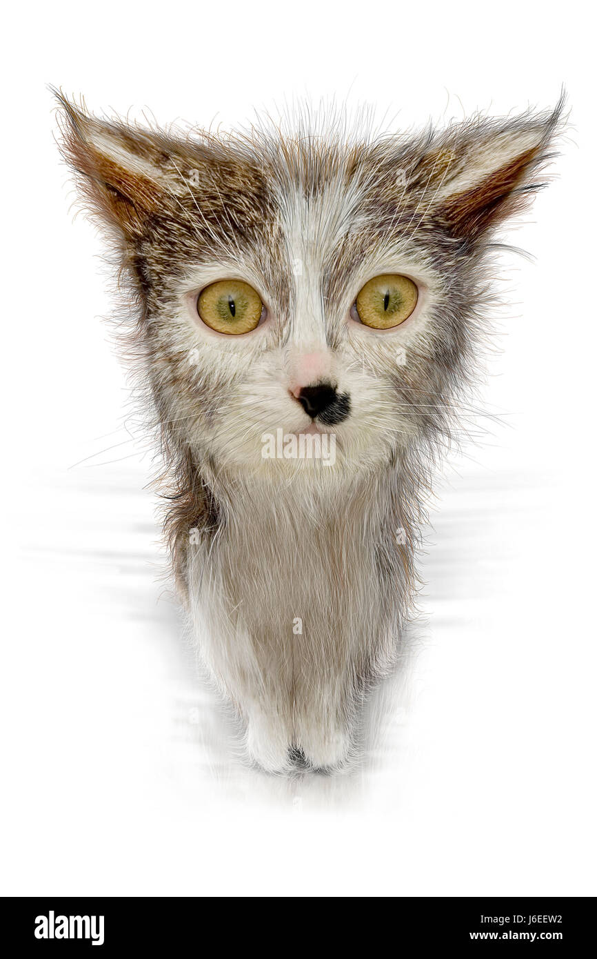cat look wd21 Stock Photo - Alamy