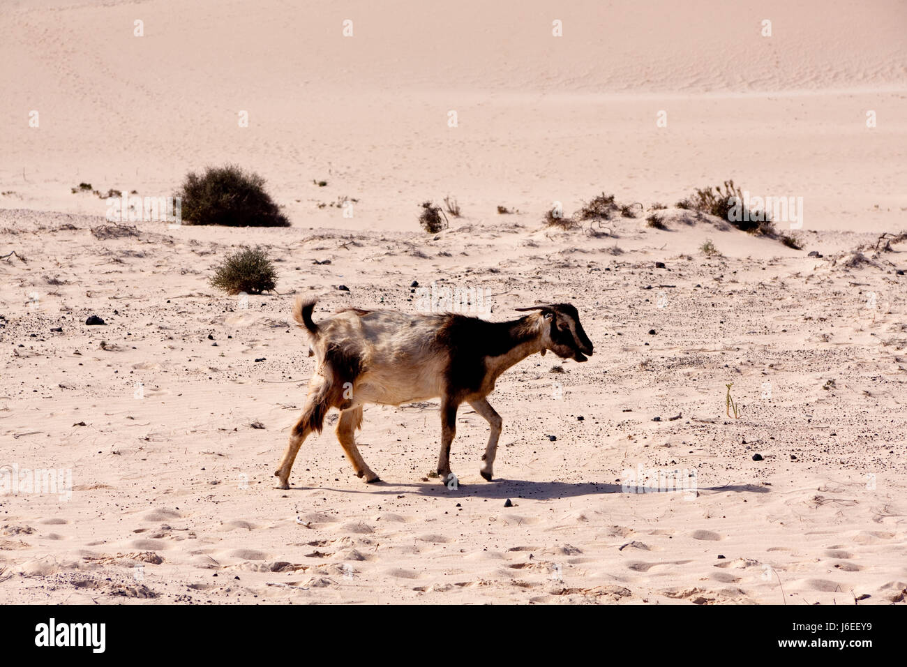 canary goat on fuerteventura Stock Photo - Alamy