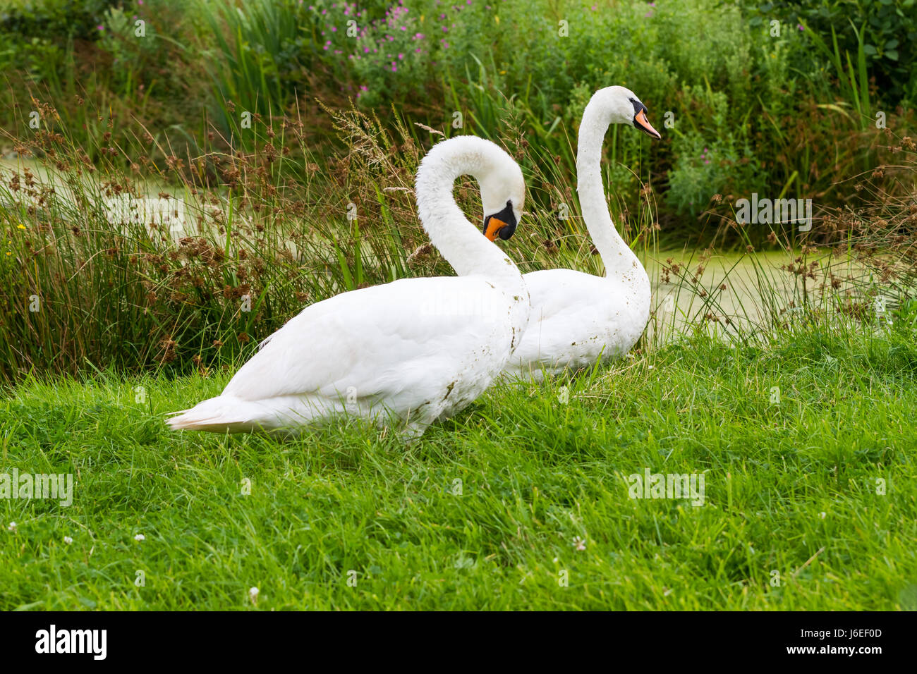 swan on shoreline - Llanelli, Wales, Great Britain, UK, Europe Stock ...