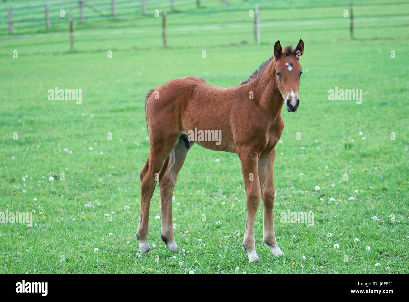 Male colt hi-res stock photography and images - Alamy
